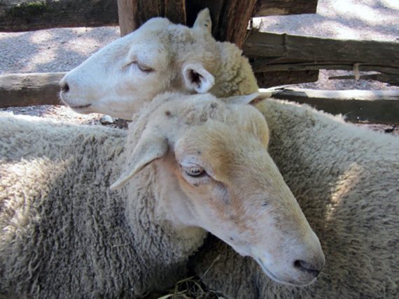 A Republic of Wool: Founding Era Americans’ Grand Plans for Sheep ...